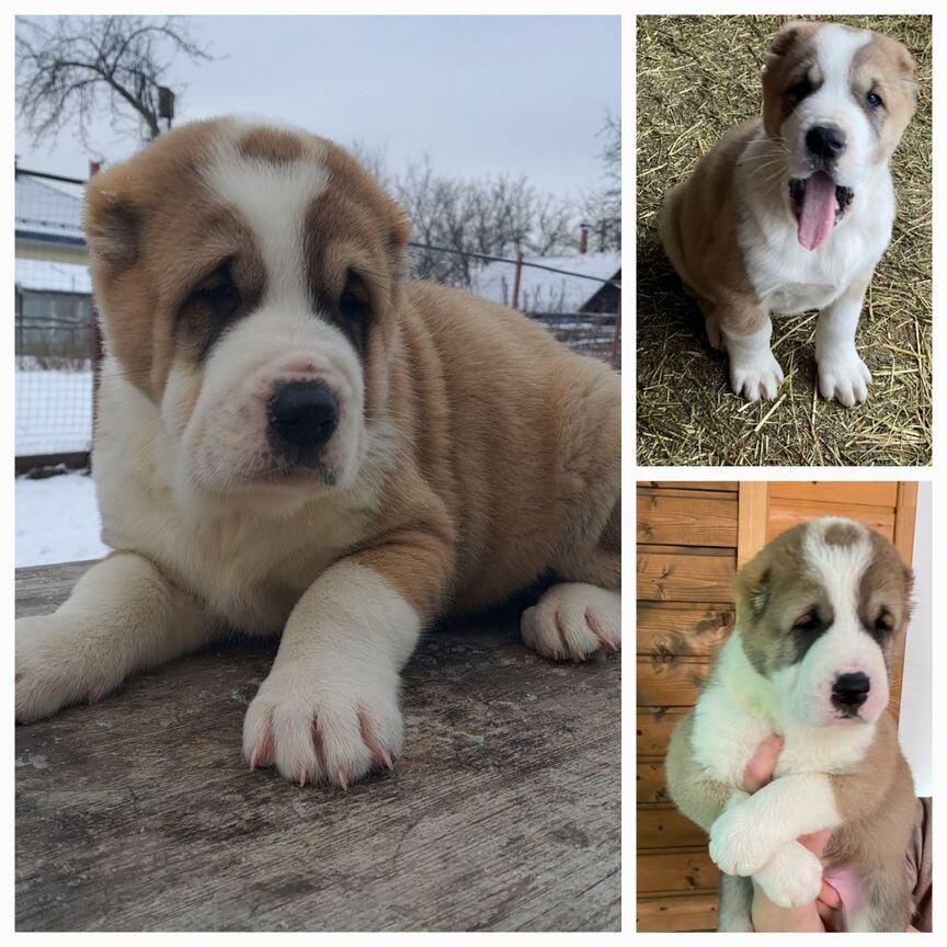 Щенки сао алабай средневзиатская овчарка