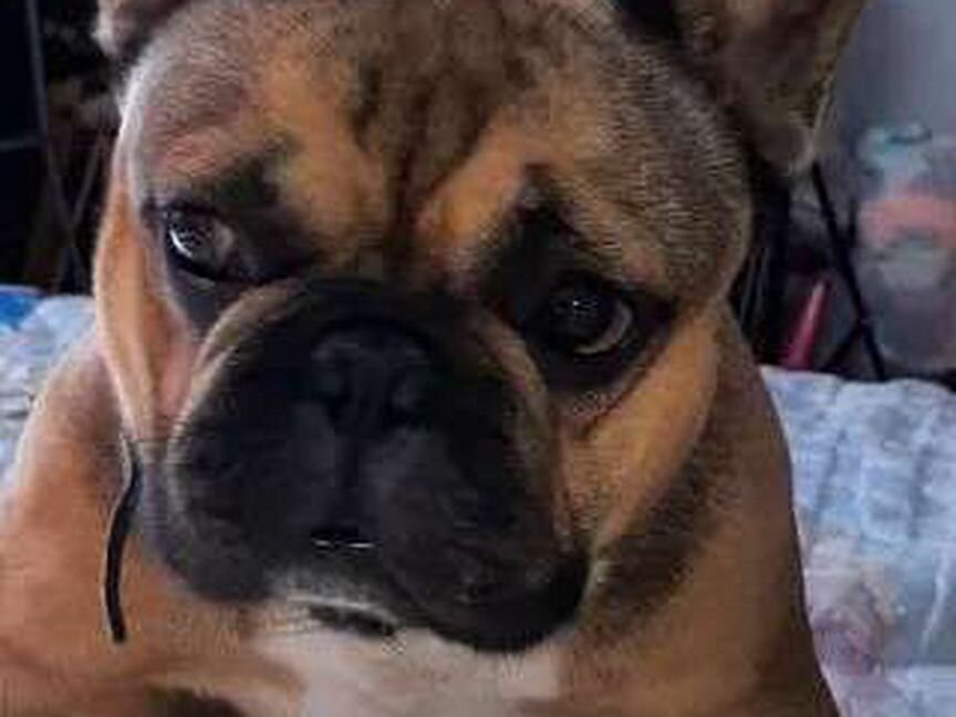 Французский бульдог кабель вязка