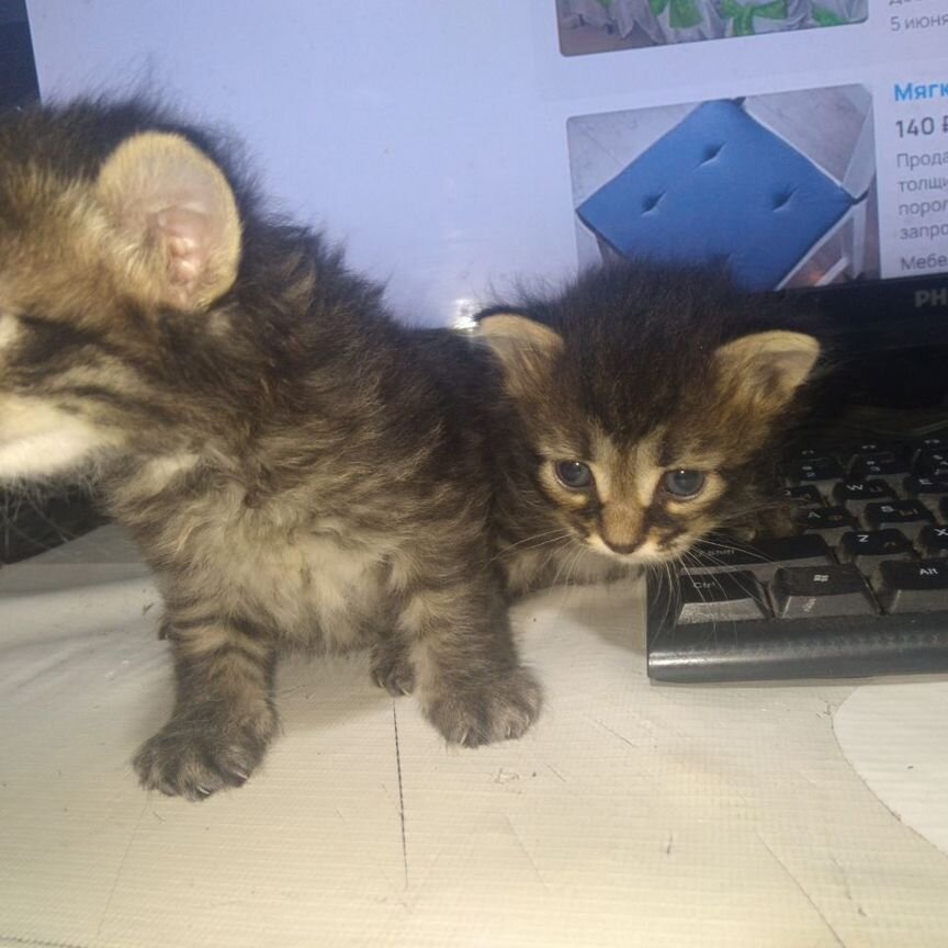 Котята - мальчик и девочка