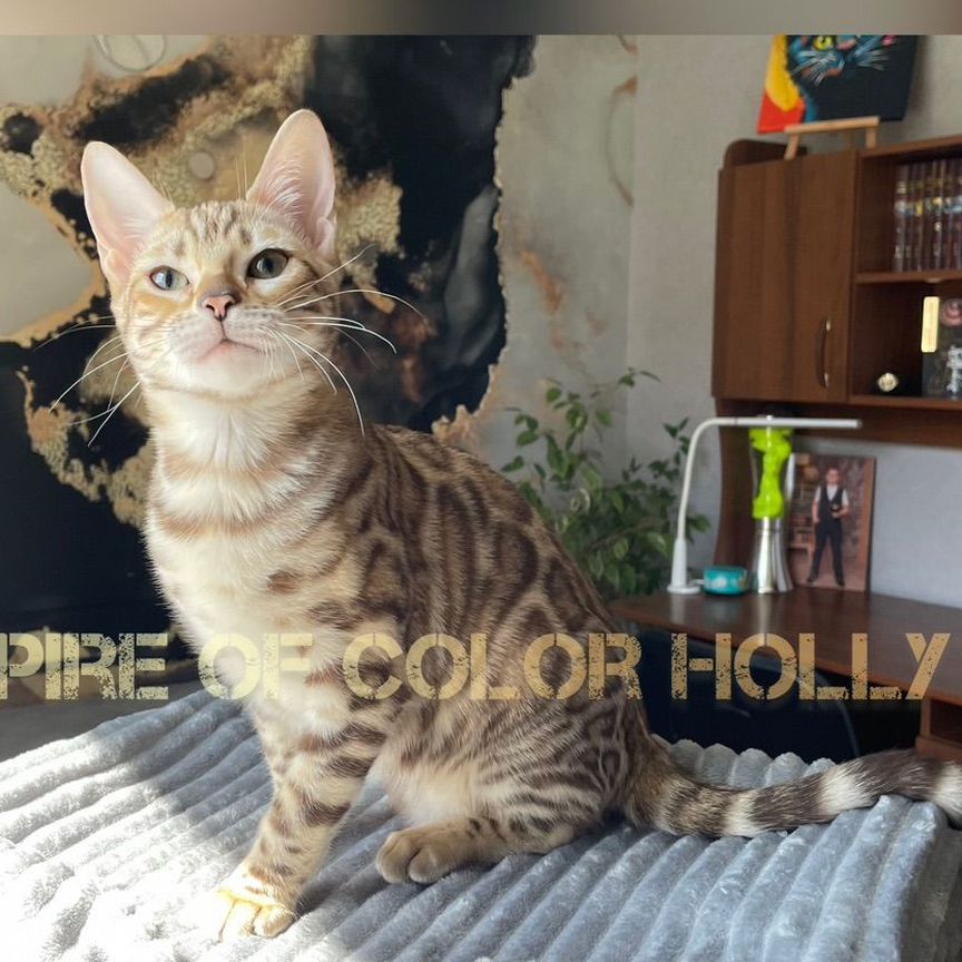 Холли. Бенгальская чистокровная красавица