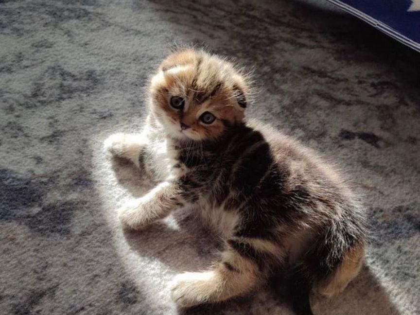 Шотландские котята