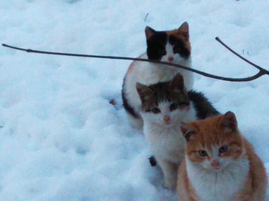 Котята в добрые руки