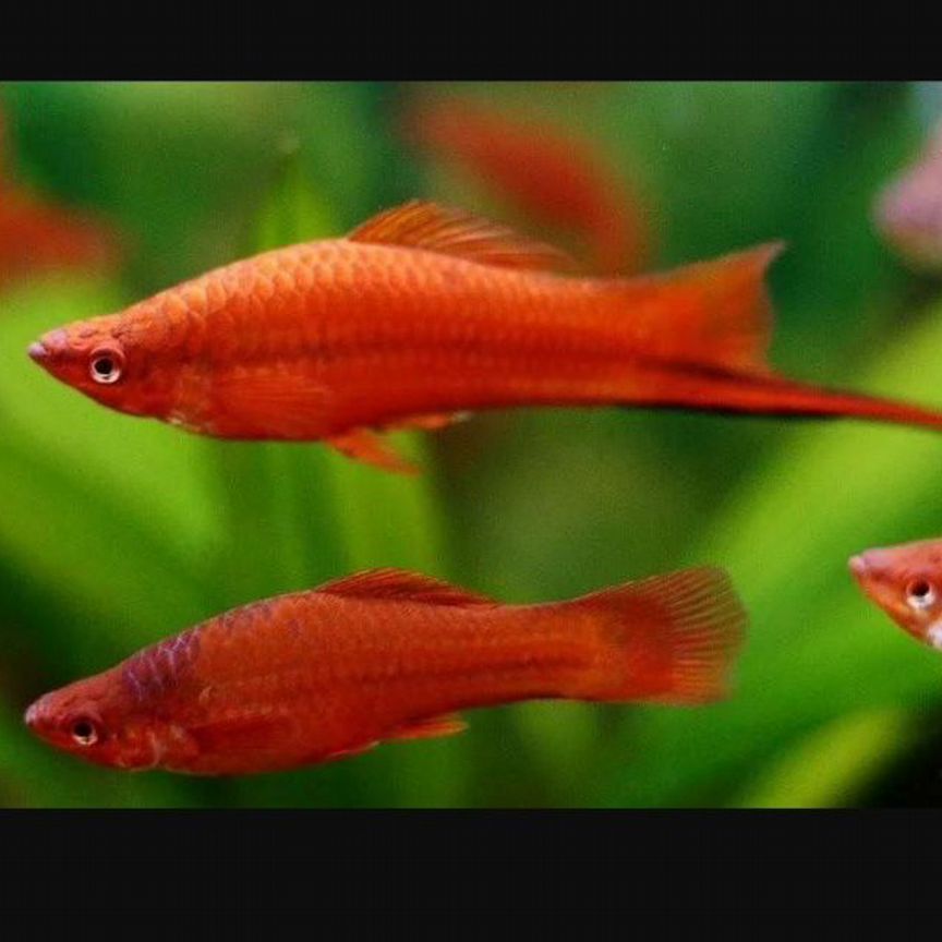 Меценосцы для Ивана