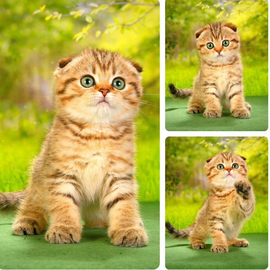 Шотландский вислоухий короткошёрстный котёнок