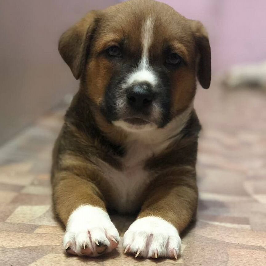 Щенок в добрые руки