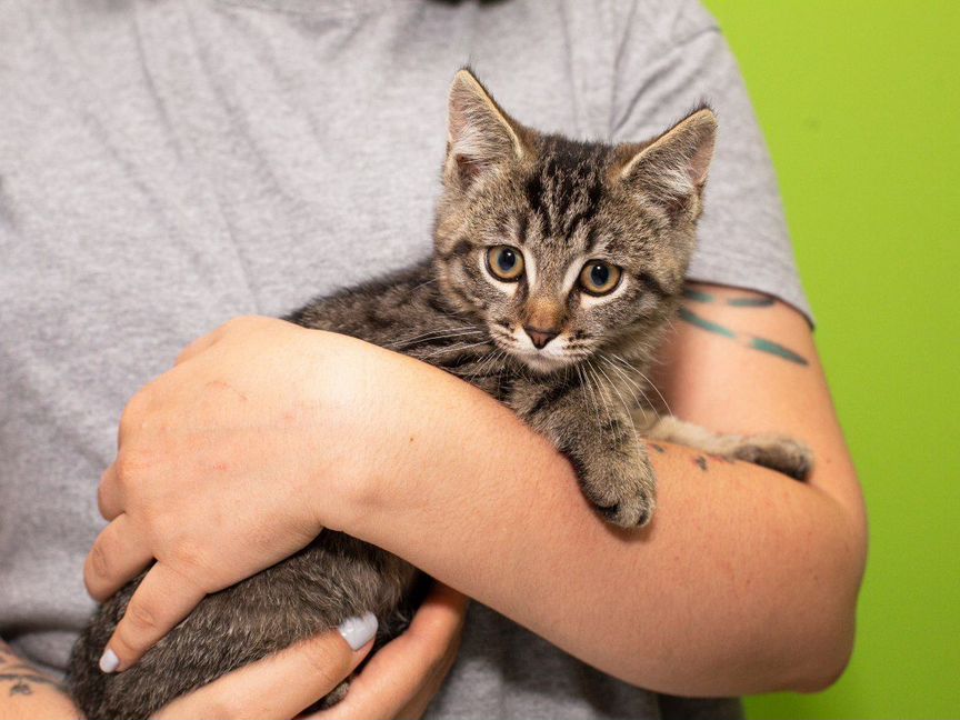 Милый котенок ищет дом