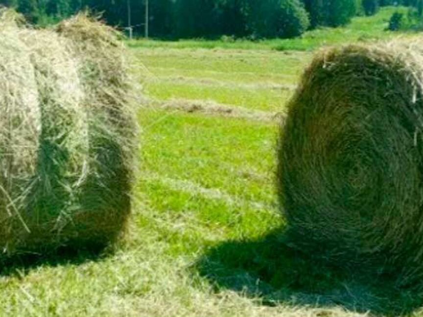 Сено луговой,разнотравье,люцерна,солома,картофель
