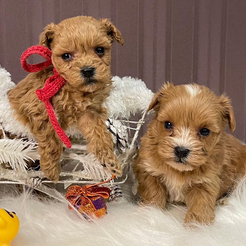 Мальтипу, щенок