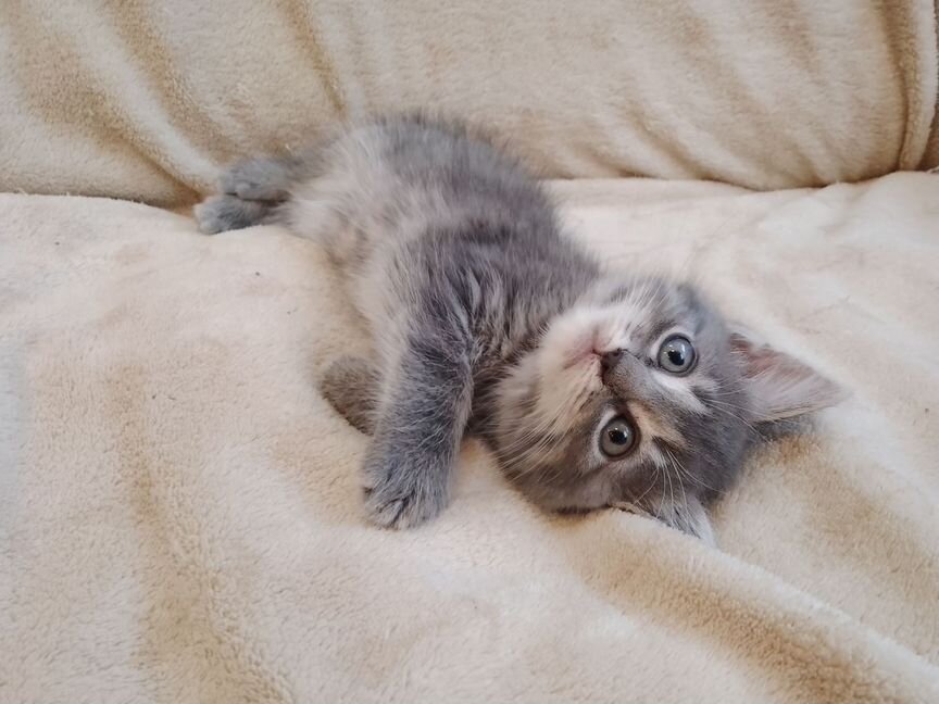 Котята (девочки)