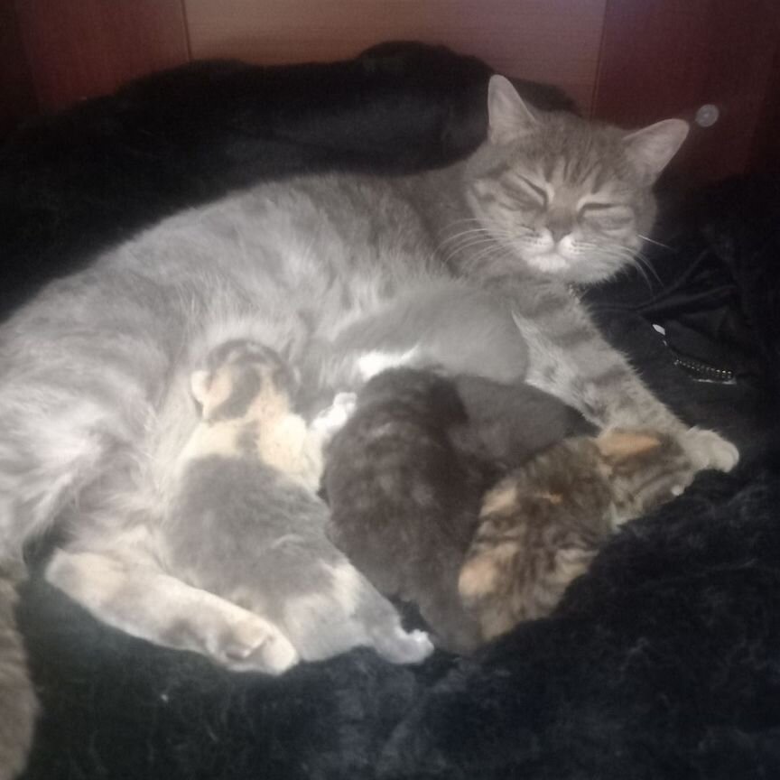 Отдадим в добрые руки