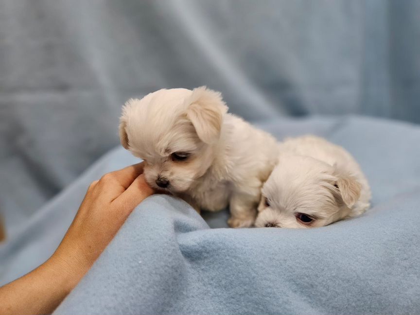 Мальтезе мини Корея РКФ