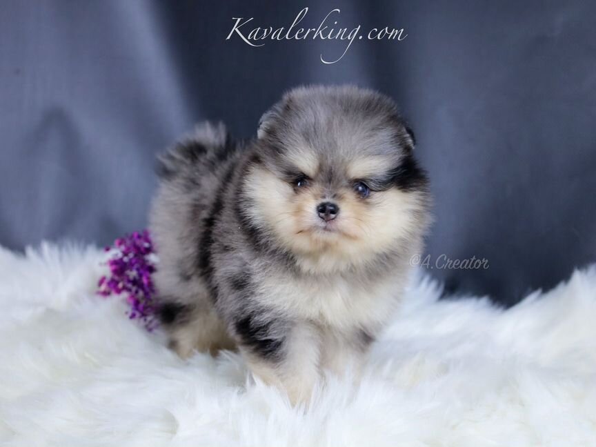 Померанский шпиц девочка эксклюзив