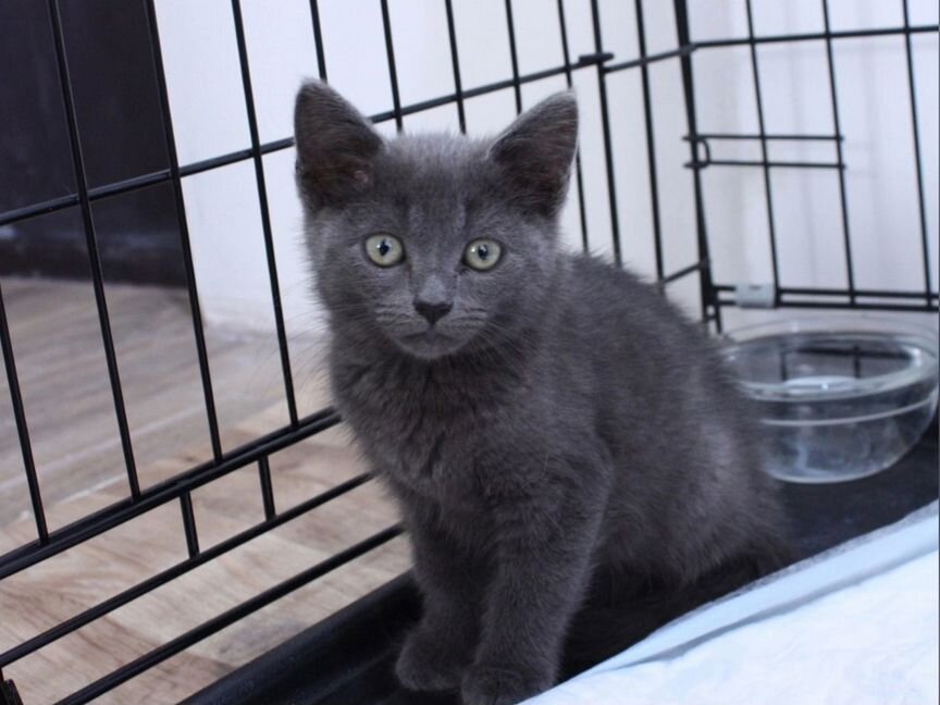 Дымчатая Зайка ищет семью