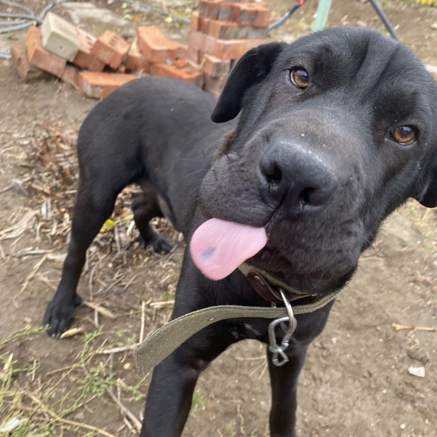 Собака в добрые руки