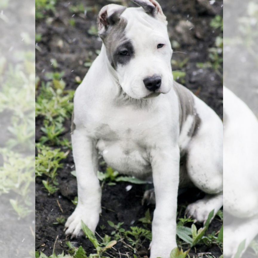 Кобель стаффа голубой