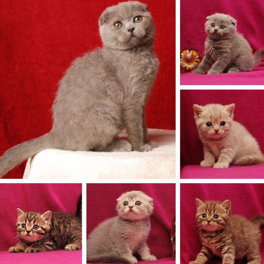 Шотландские котята