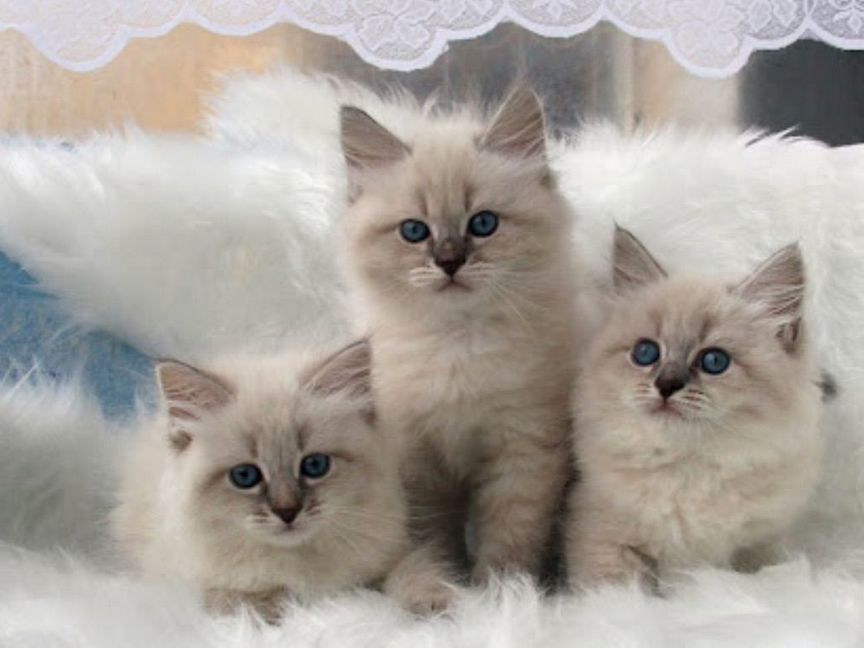 Невские маскарадные котята с док-ми