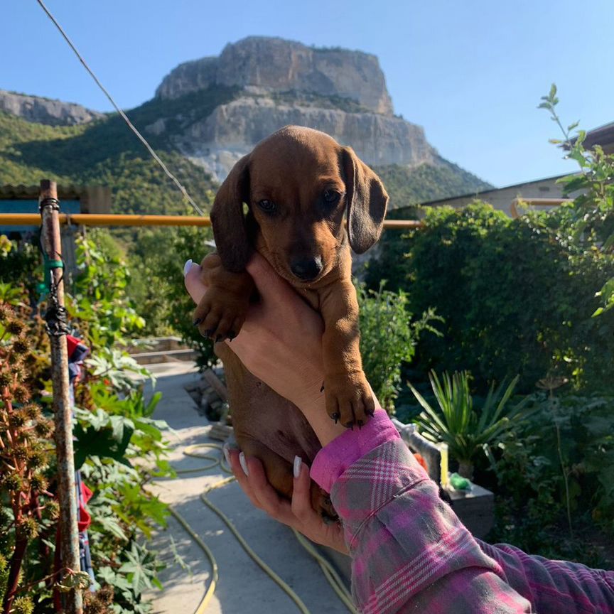 Щенки таксы