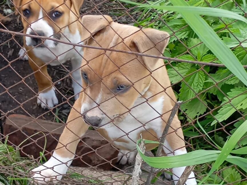 Собака стаффорд