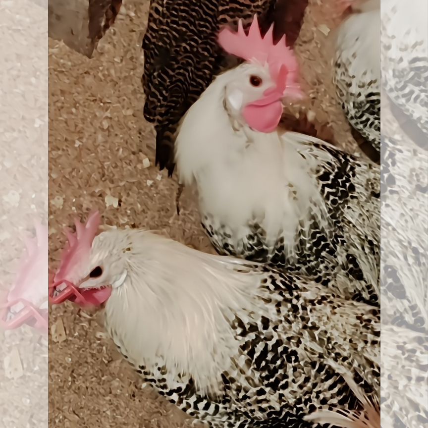 Петушки породы Брекель