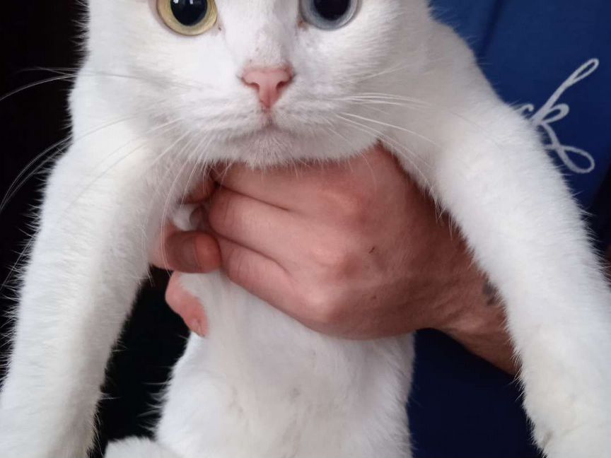 Шотландская вислоухая кошка белая