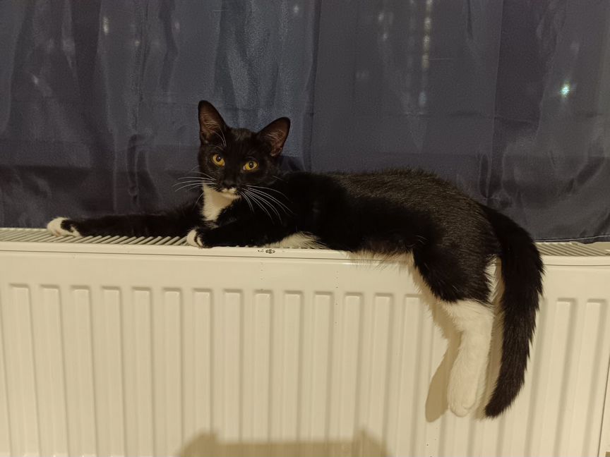 Котенок 6 мес черно-белый в добрые руки