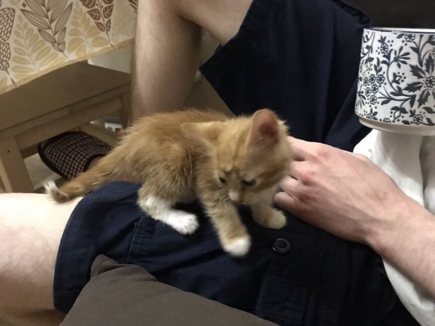 Кошка в дар