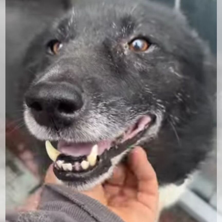 Веселый трехлапик Алтайка