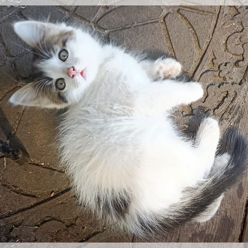 Котята в добрые руки бесплатно