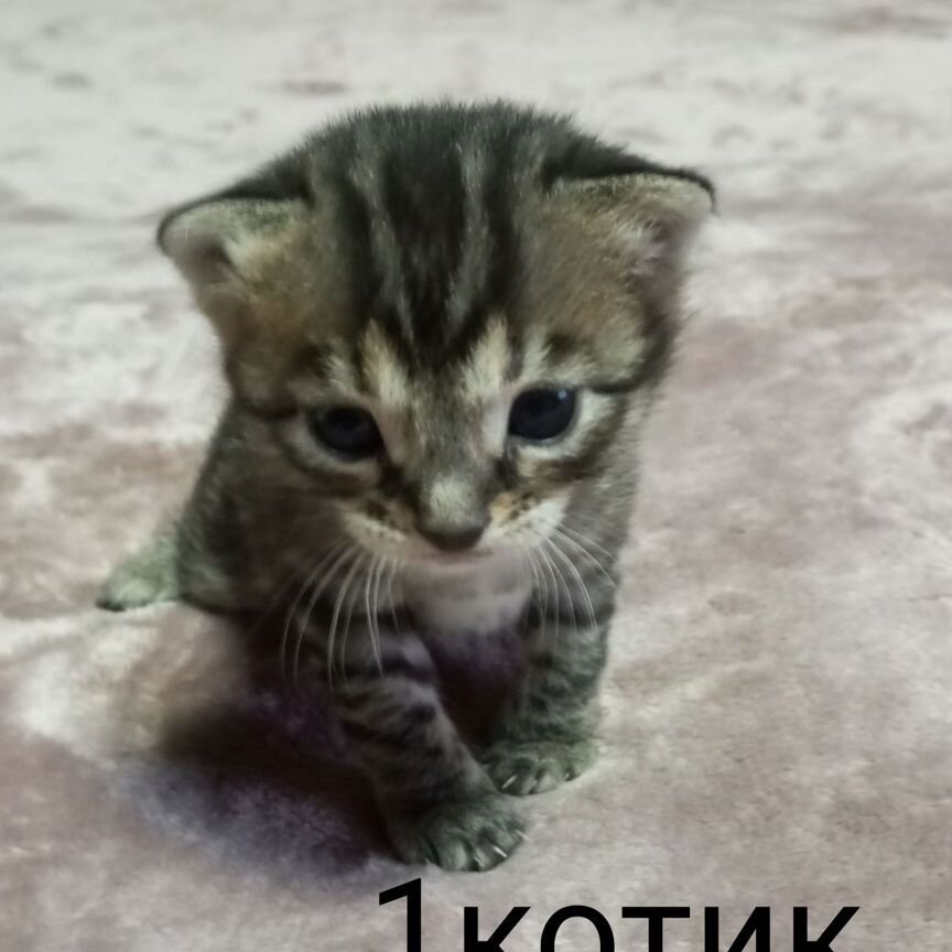 Бенгальчики