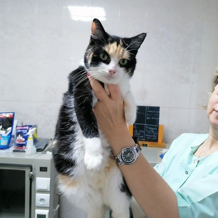 Кошечка Лариса ищет дом