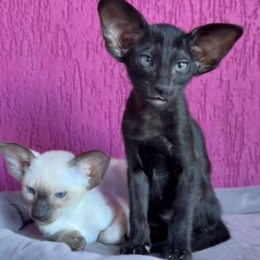 Ориентальный котёнок