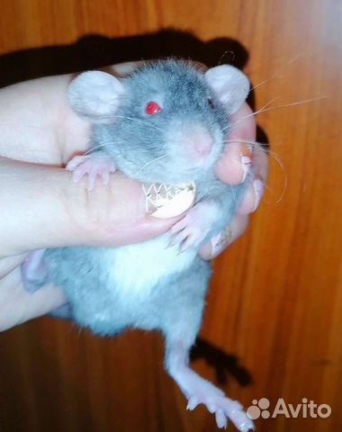 Крыски Дамбо крысята крыса
