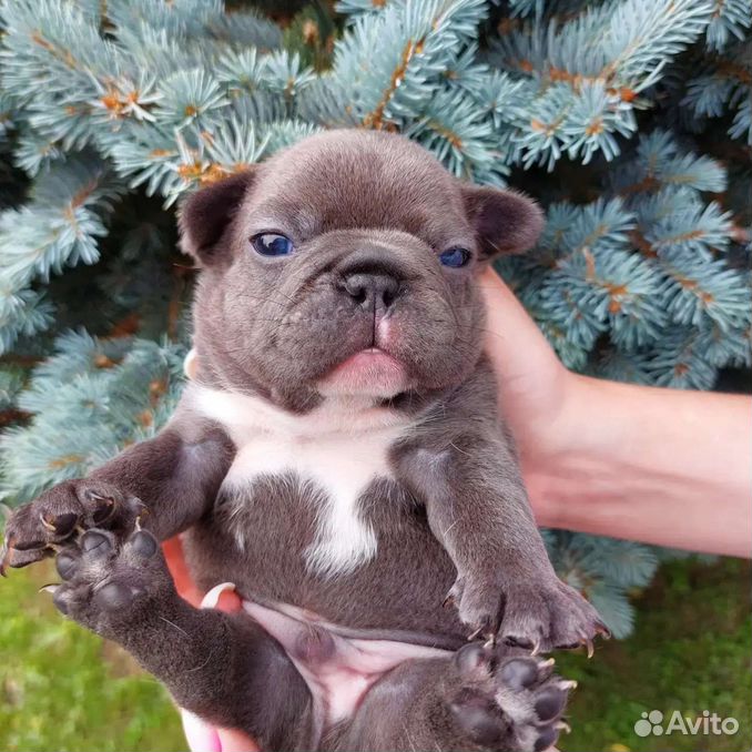 Мальчик французский бульдог