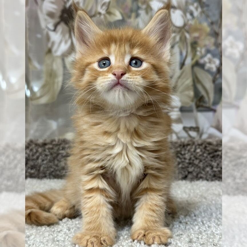 Мейн-кун котёнок
