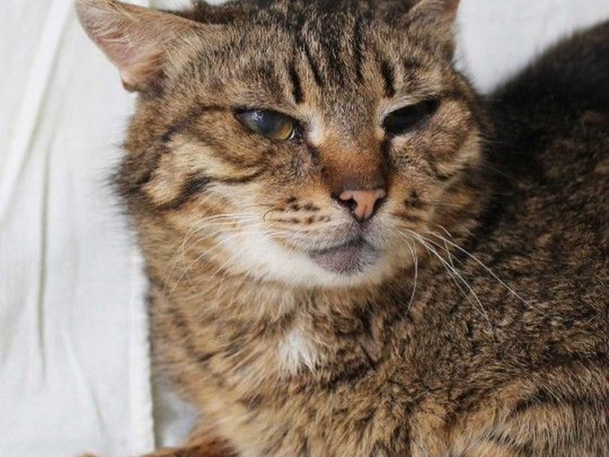 Кошка пожилая в добрые руки