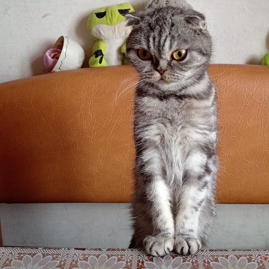 Шотландский вислоухий короткошёрстный котёнок