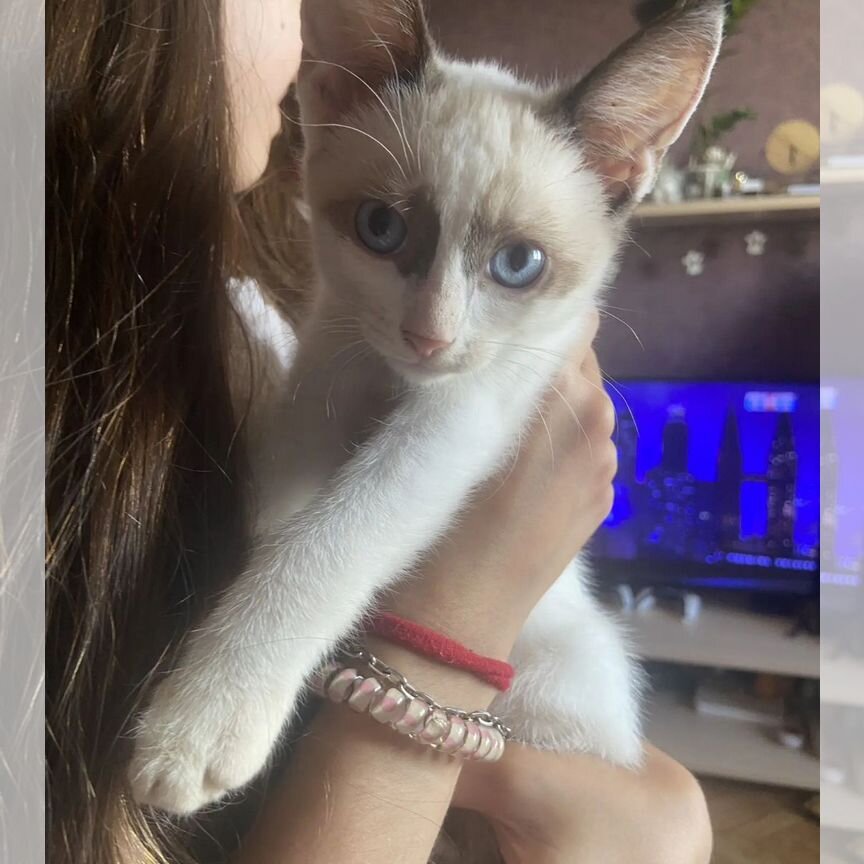 Котёнок в добрые руки