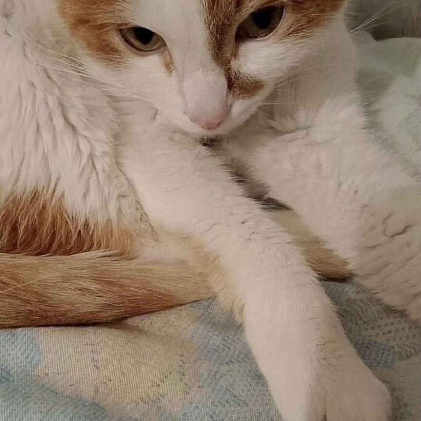 Кошка солнышко. В свой дом