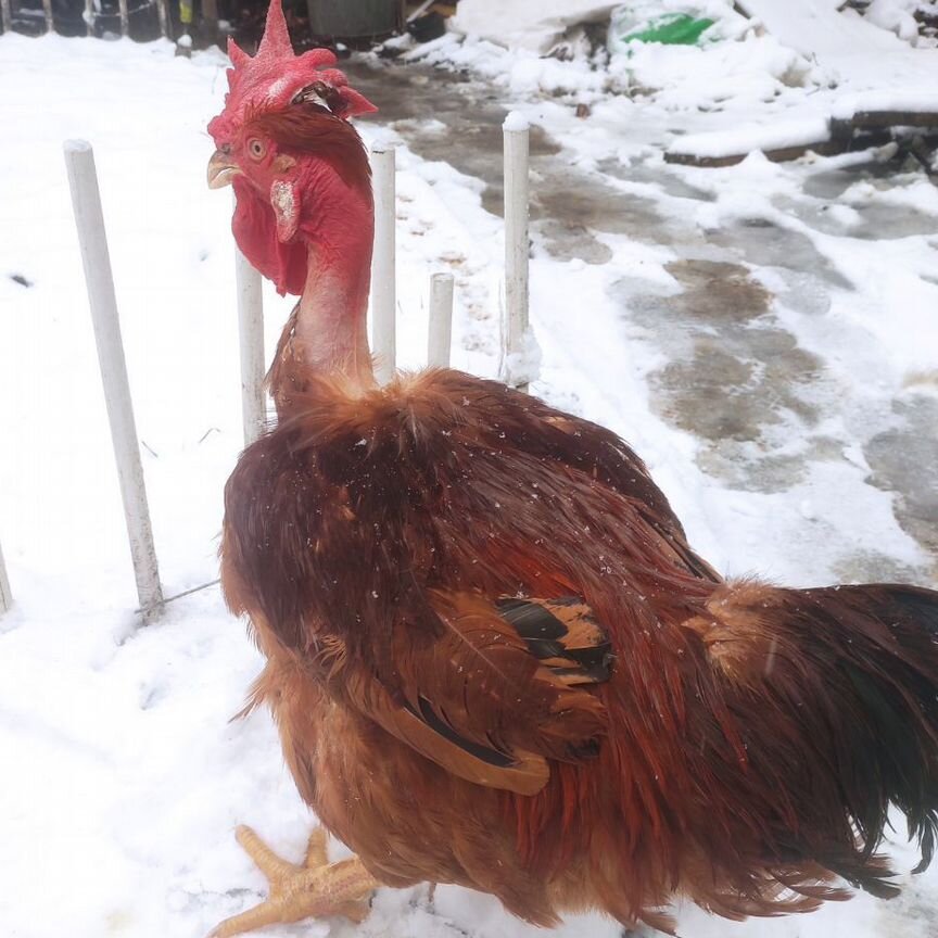 Продам петушков