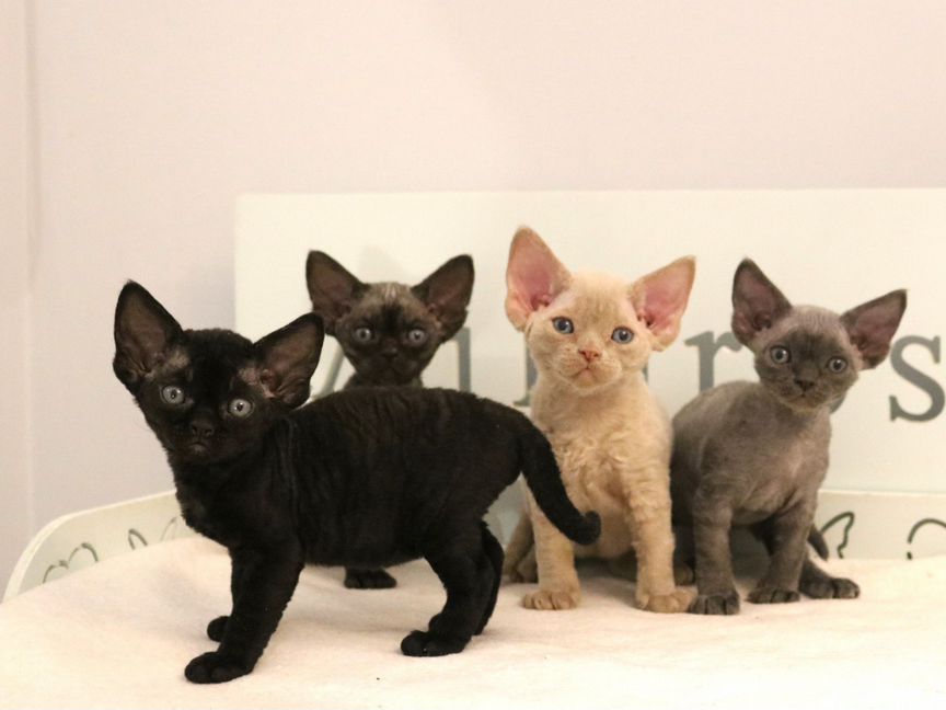 Котята девон-рекс солидного окраса