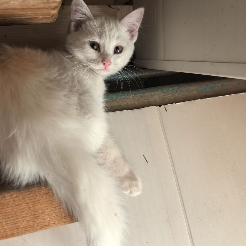 Кошечка