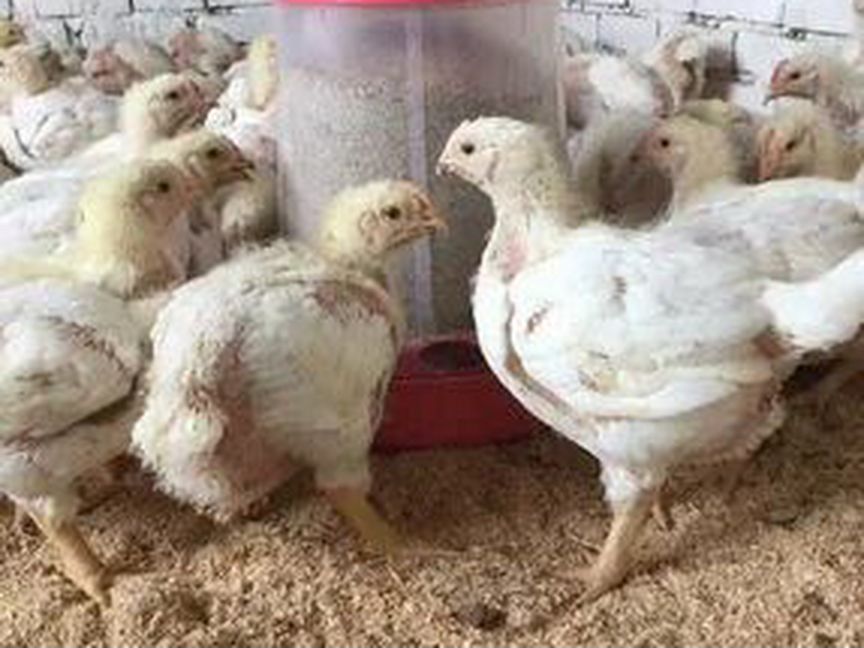 Цыплята бройлеры иза- хабборд