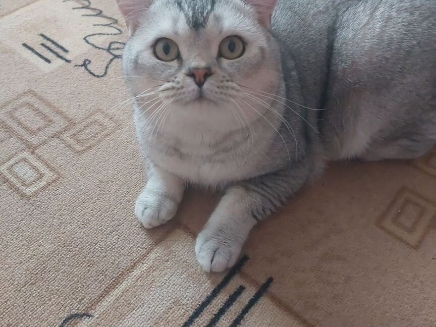 Британский кот вязка