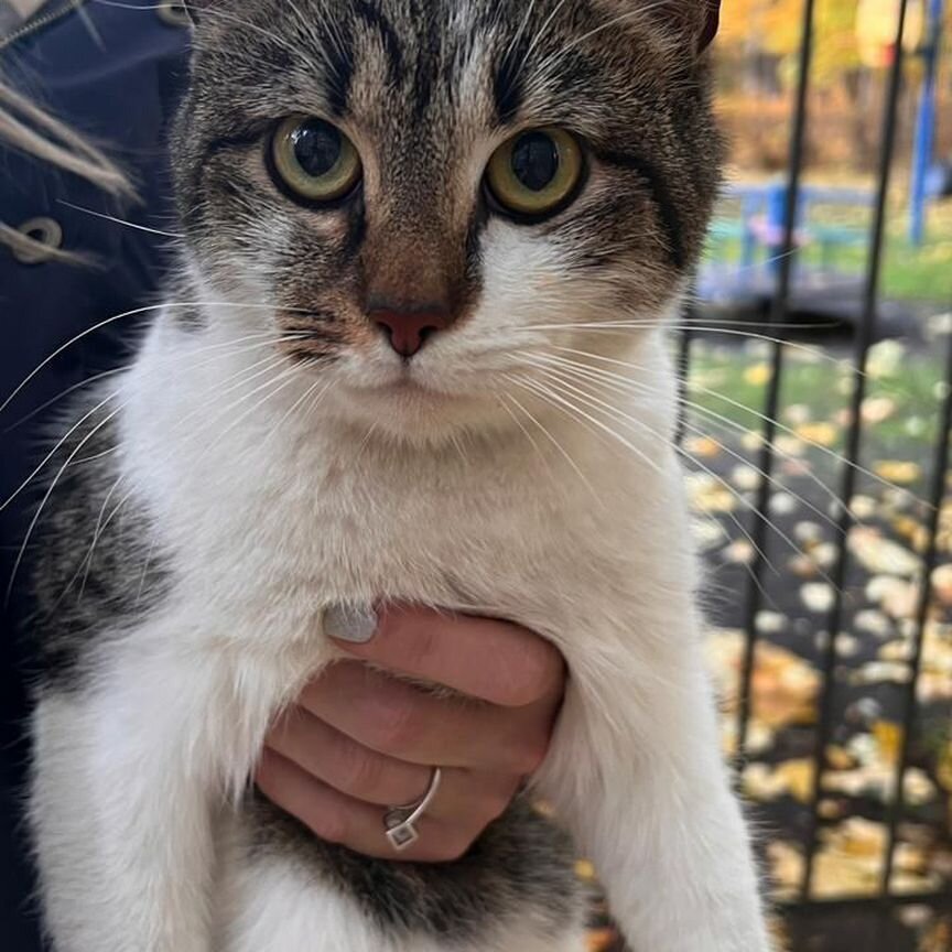 Котики бесплатно в добрые руки