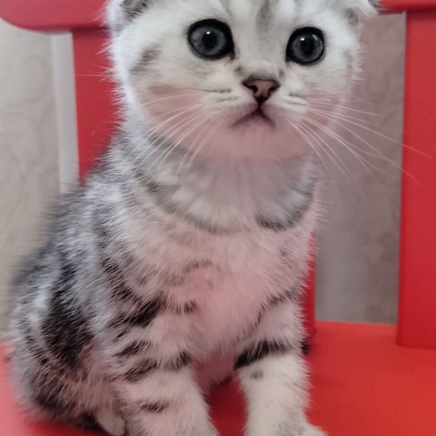 Шотландские котята