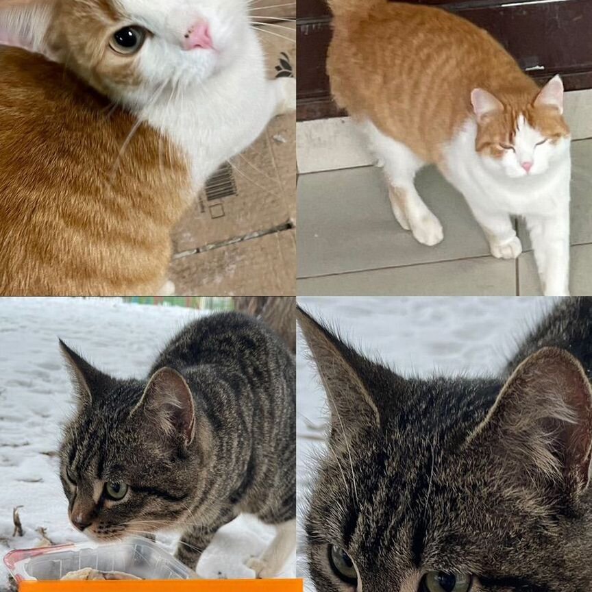 Пушистики в добрые руки