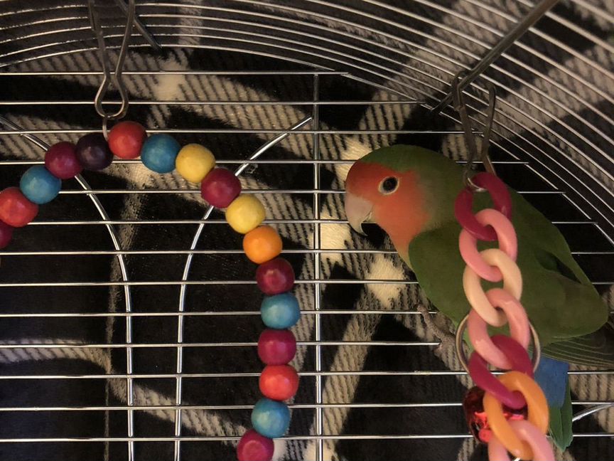 Попугай неразлучники с клеткой