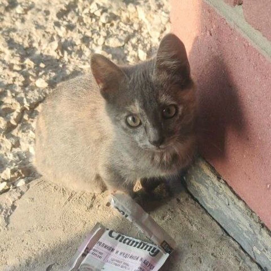 Красивые котята бесплатно