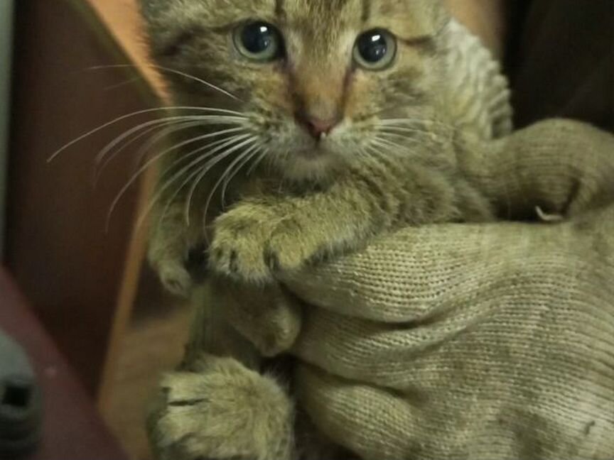 Маленький шилопопик в добрые ручки